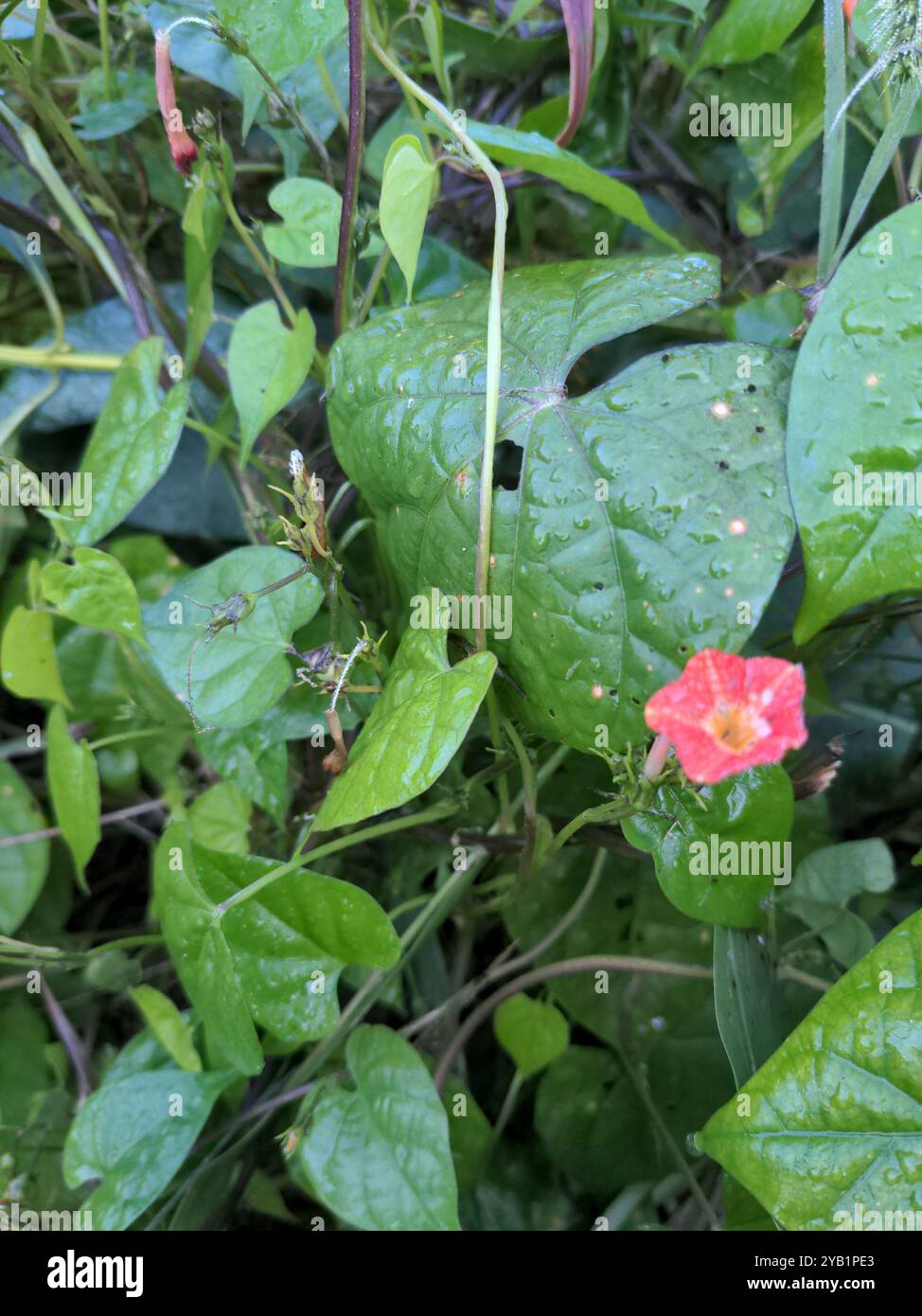 red morning glory (Ipomoea coccinea) Plantae Stock Photo - Alamy