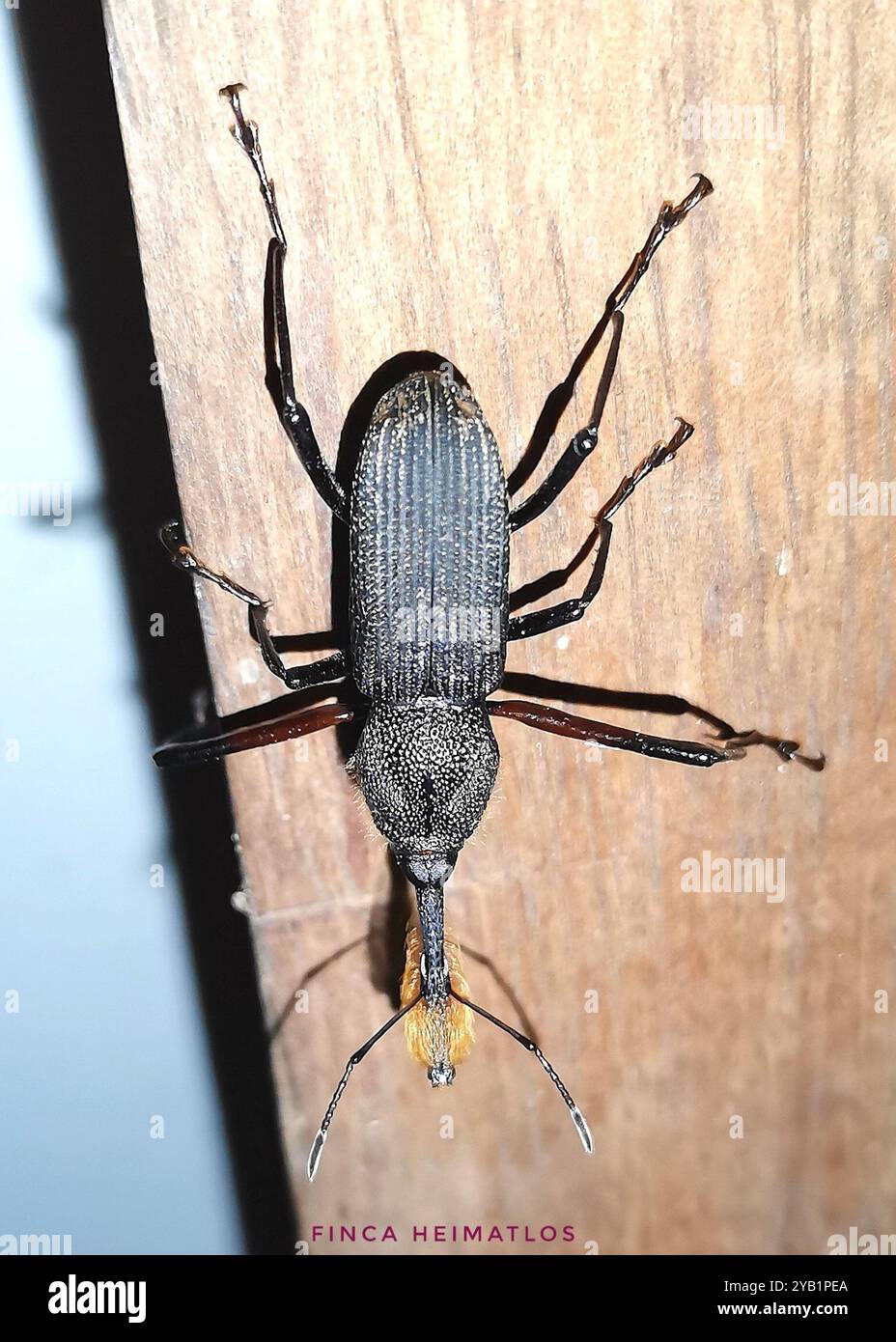 Bearded Weevil (Rhinostomus barbirostris) Insecta Stock Photo - Alamy