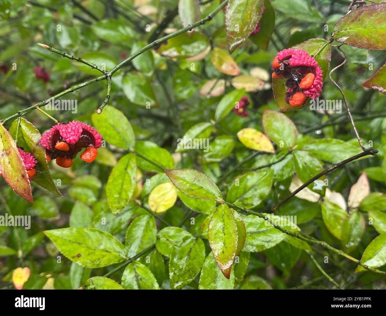 strawberry bush (Euonymus americanus) Plantae Stock Photo - Alamy