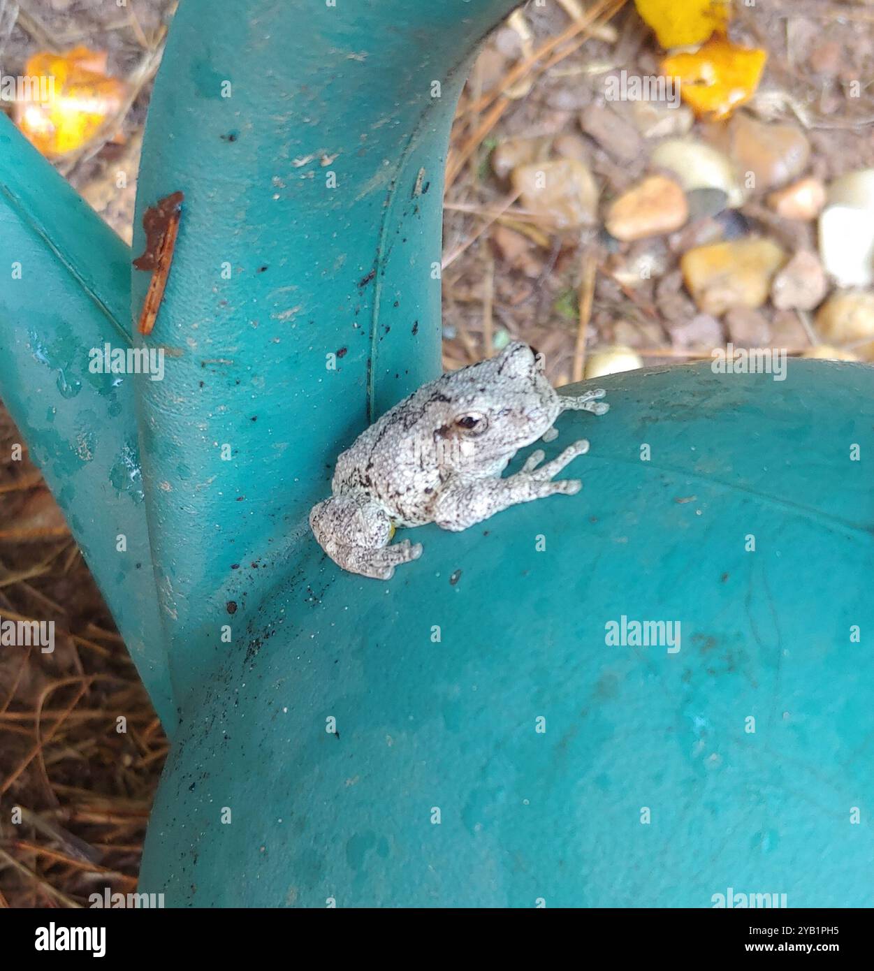 Cope's Gray Treefrog (Hyla chrysoscelis) Amphibia Stock Photo - Alamy