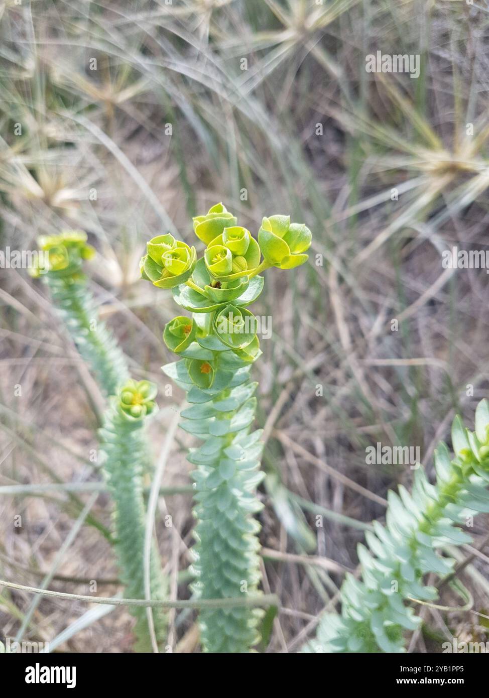Sea Spurge (Euphorbia paralias) Plantae Stock Photo - Alamy