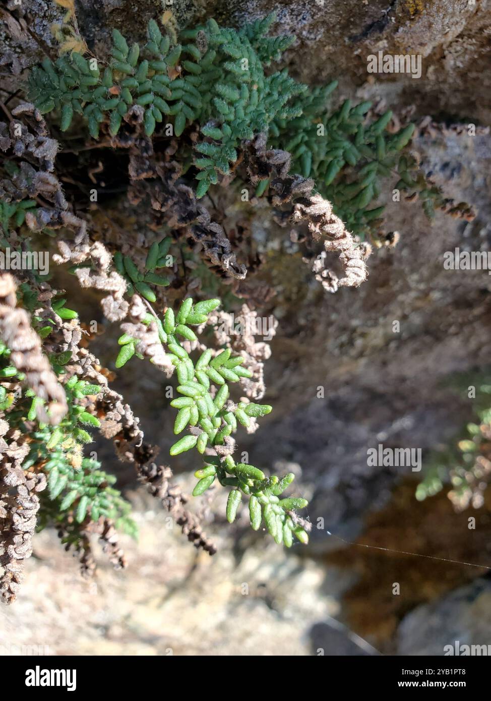 lace lip fern (Myriopteris gracillima) Plantae Stock Photo - Alamy