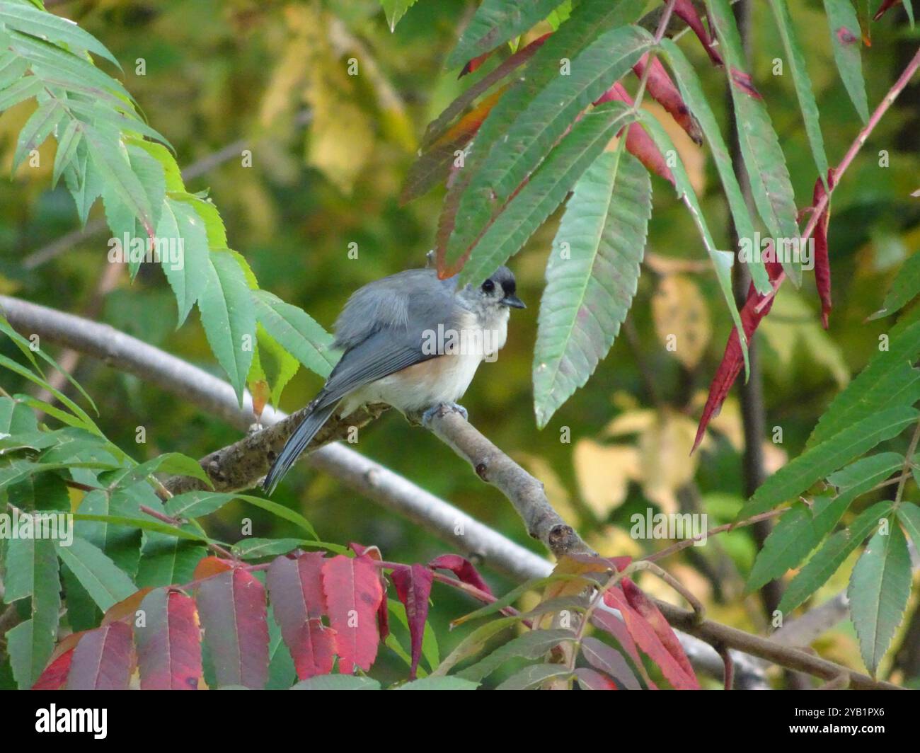 Tufted Titmouse (Baeolophus bicolor) Aves Stock Photo - Alamy