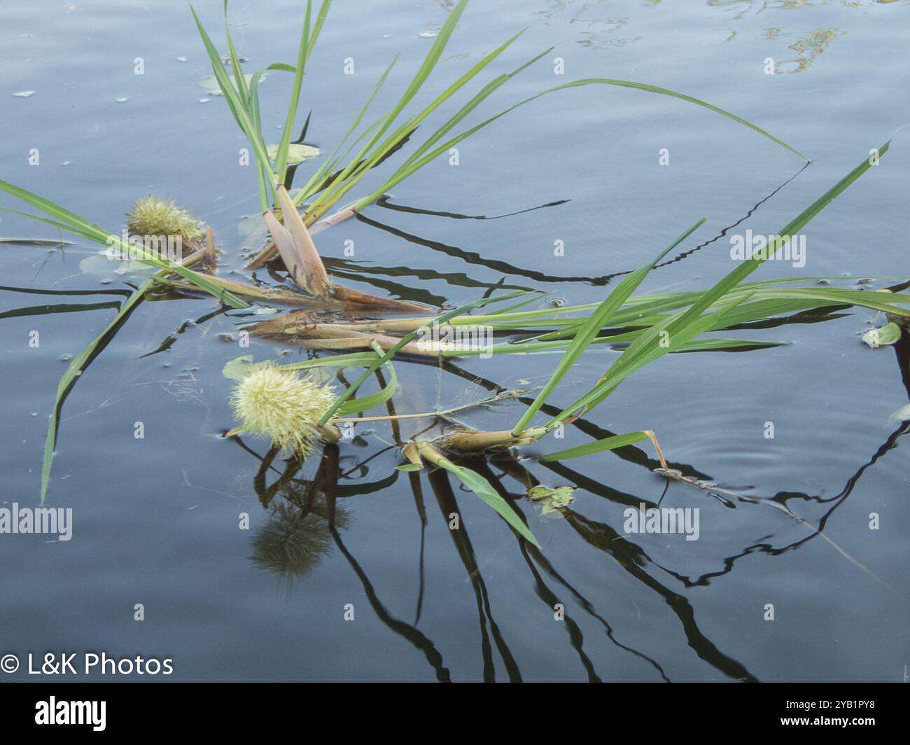 grasses (Poaceae) Plantae Stock Photo - Alamy
