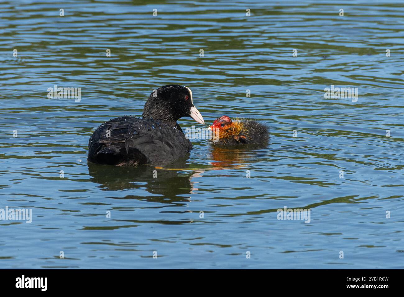 a coot hen and her two chicks Stock Photo - Alamy