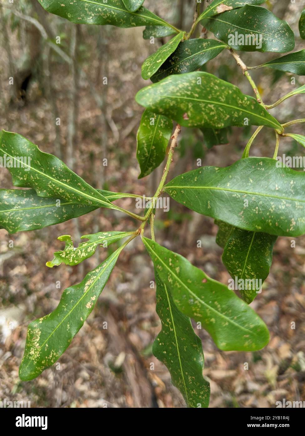 Brush Muttonwood (Myrsine howittiana) Plantae Stock Photo - Alamy