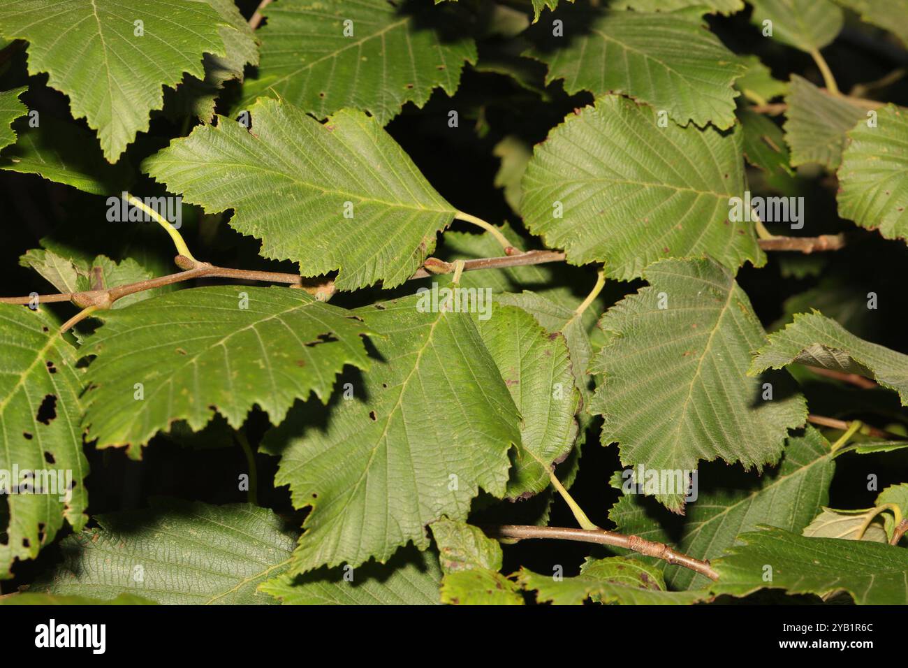 grey alder (Alnus incana) Plantae Stock Photo - Alamy