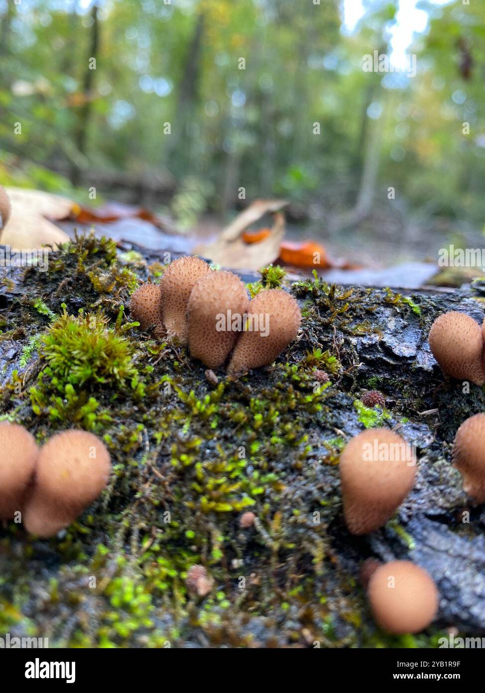 Wolf's Milk (Lycogala epidendrum) Protozoa Stock Photo - Alamy