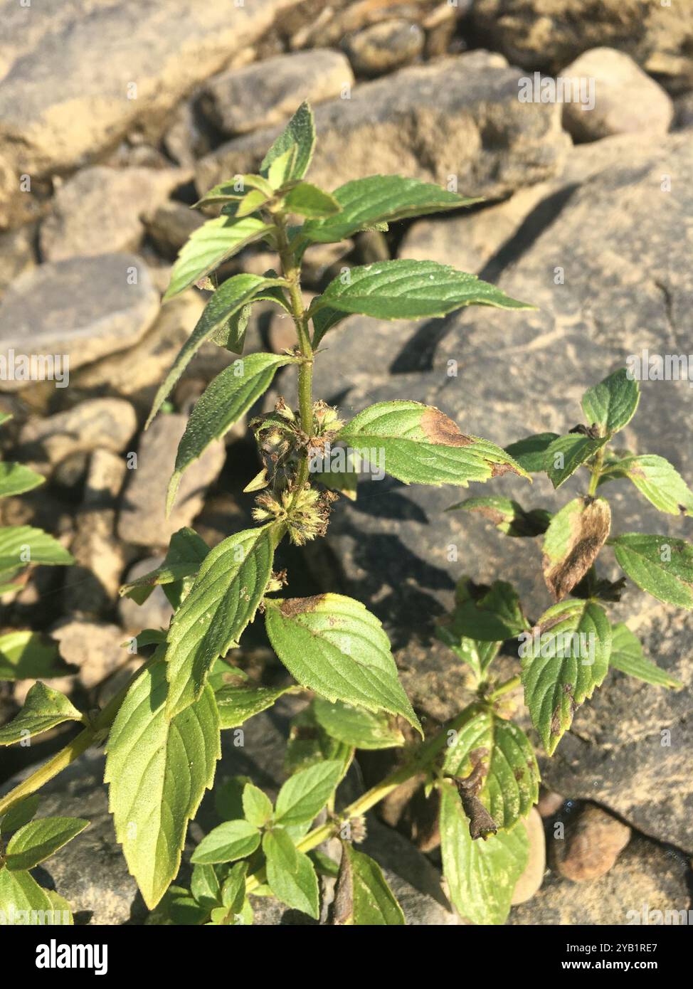 corn mint (Mentha arvensis) Plantae Stock Photo - Alamy