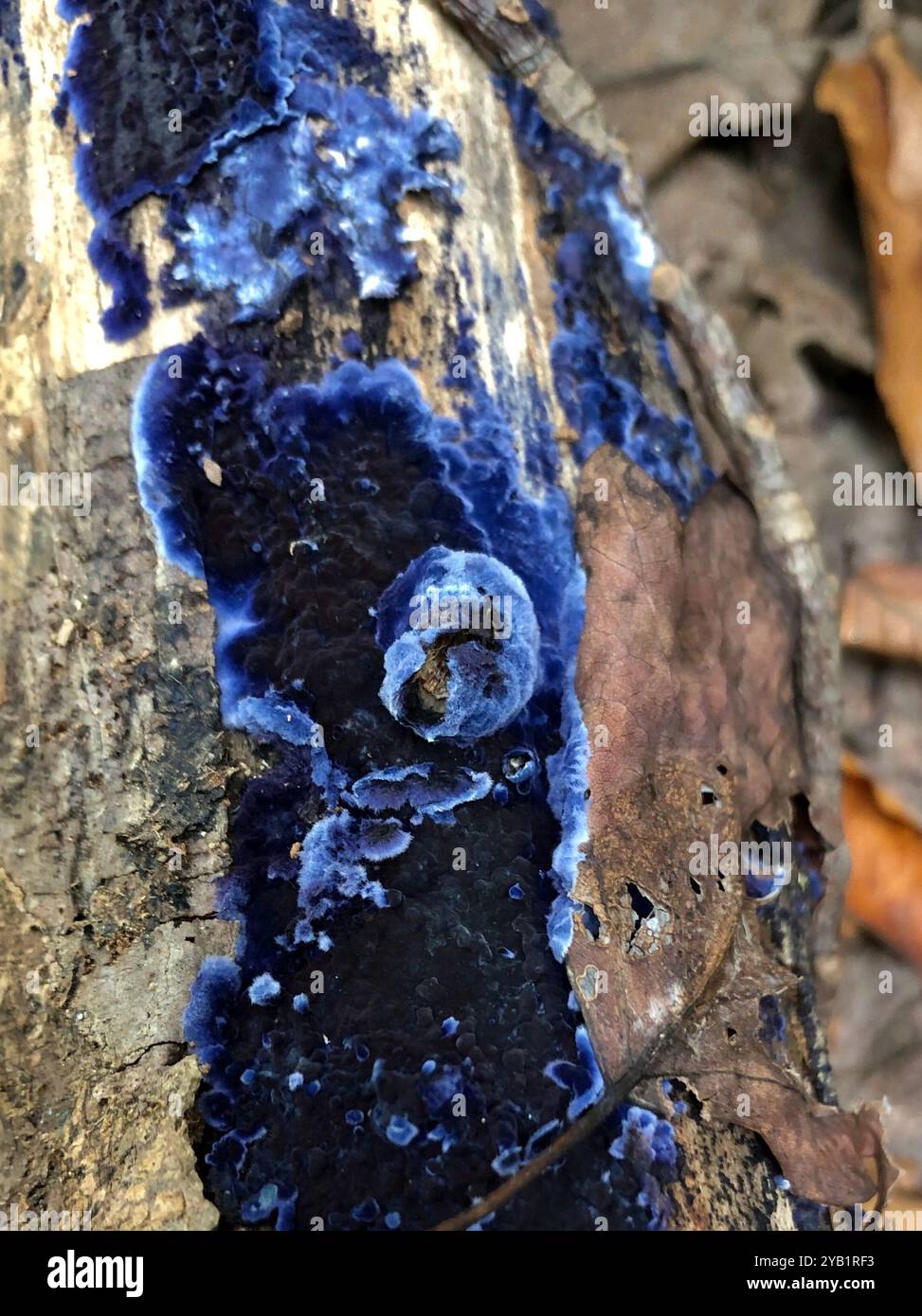 Cobalt Crust (Terana coerulea) Fungi Stock Photo - Alamy