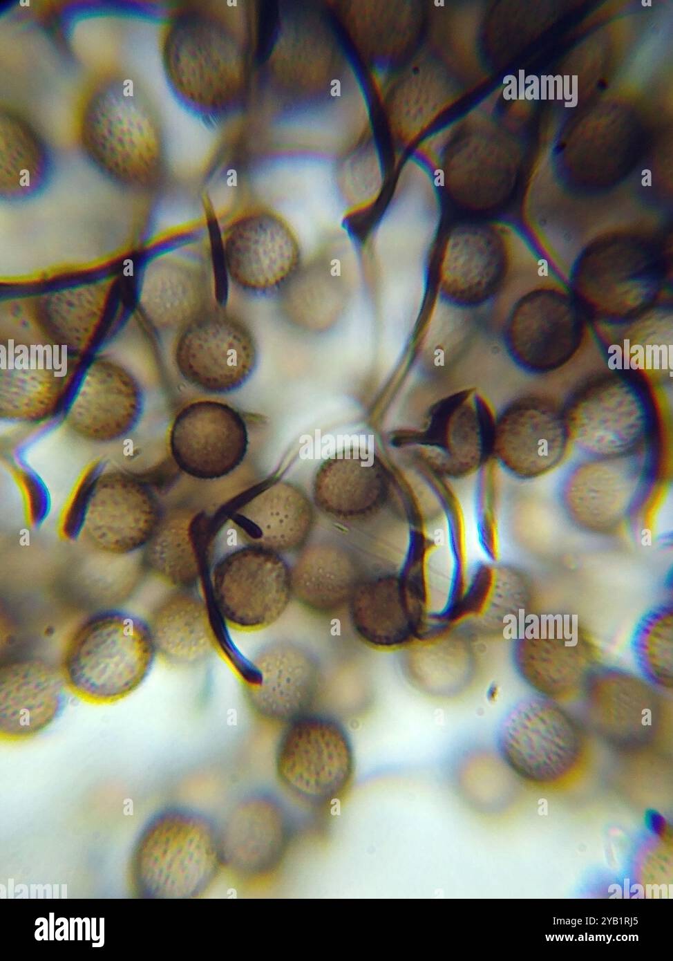 (Comatricha nigra) Protozoa Stock Photo - Alamy