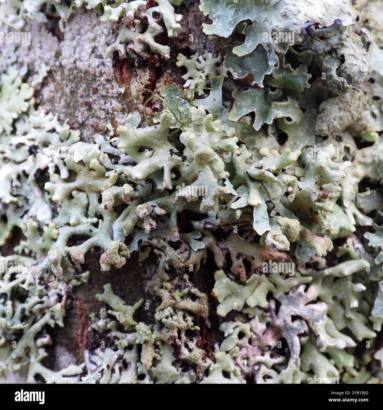 Powder-headed Tube Lichen (Hypogymnia tubulosa) Fungi Stock Photo - Alamy
