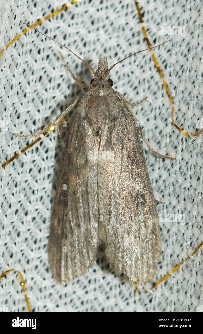 Theresian Moth (Lamoria anella) Insecta Stock Photo - Alamy