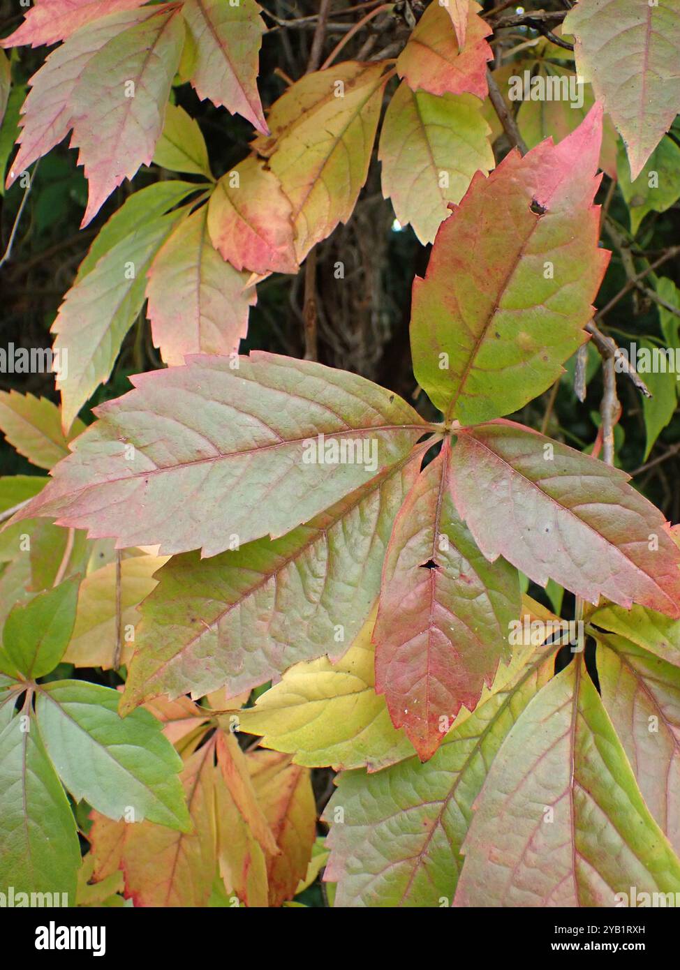 thicket creeper (Parthenocissus inserta) Plantae Stock Photo - Alamy