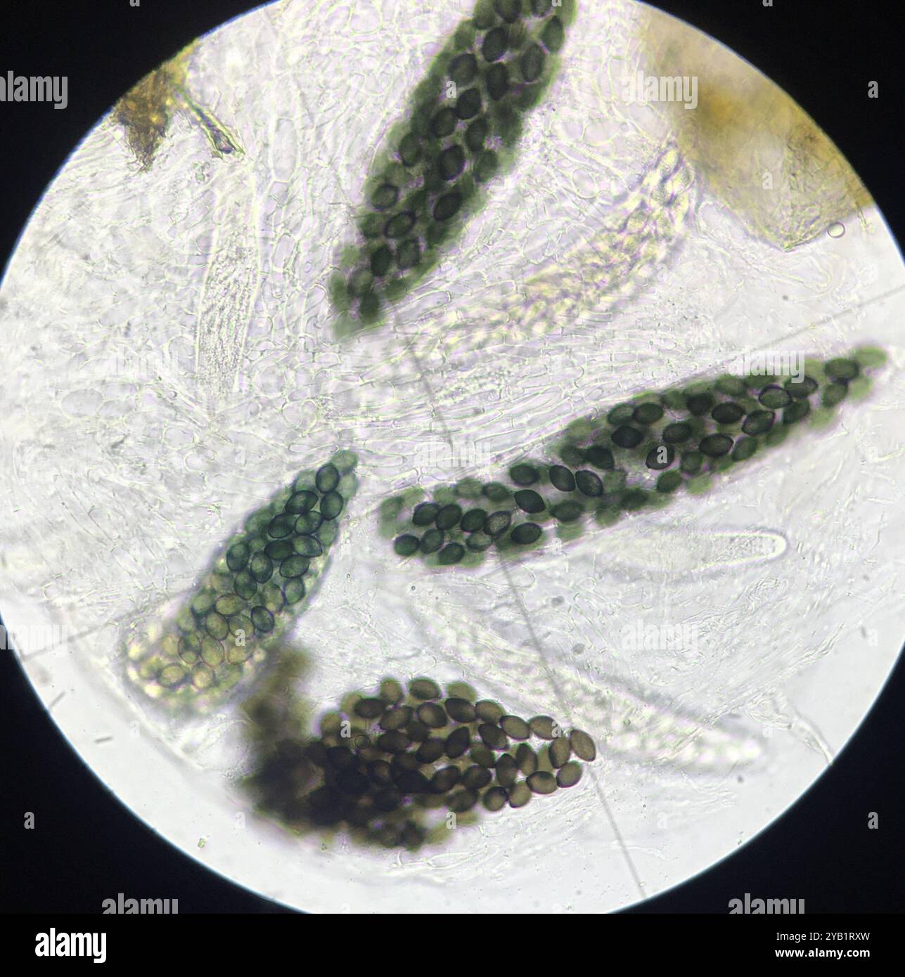 (Podospora setosa) Fungi Stock Photo - Alamy