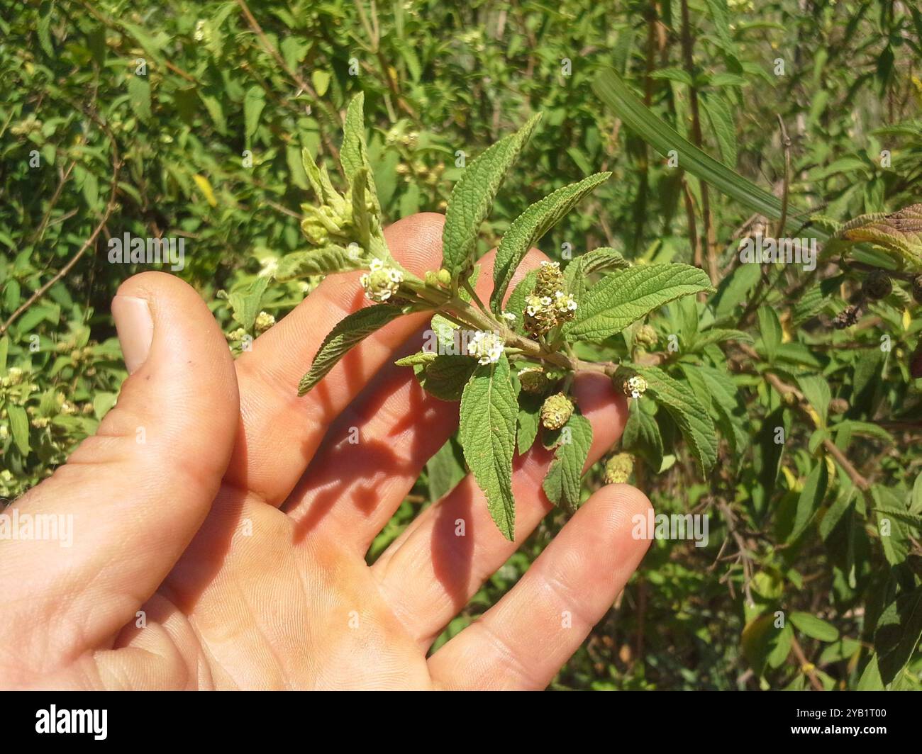 Fever Tea (Lippia javanica) Plantae Stock Photo - Alamy