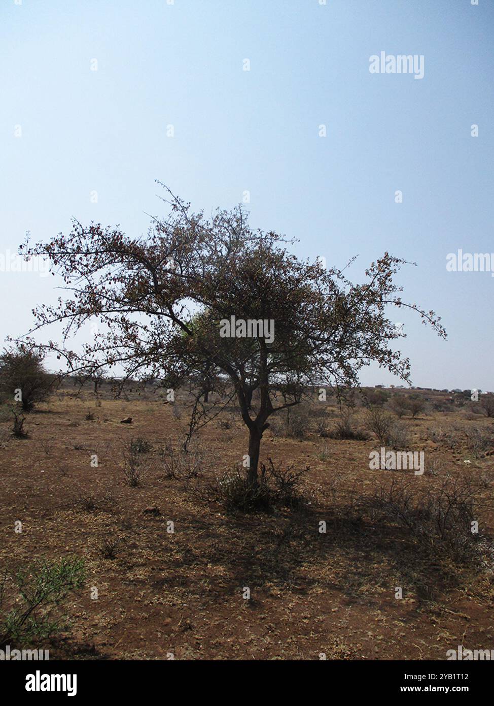Purplepod clusterleaf (Terminalia prunioides) Plantae Stock Photo - Alamy