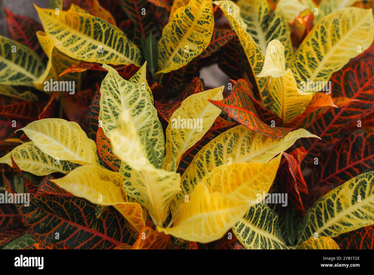 Croton Petra: A Stunning Display of Nature's Color Palette Stock Photo ...