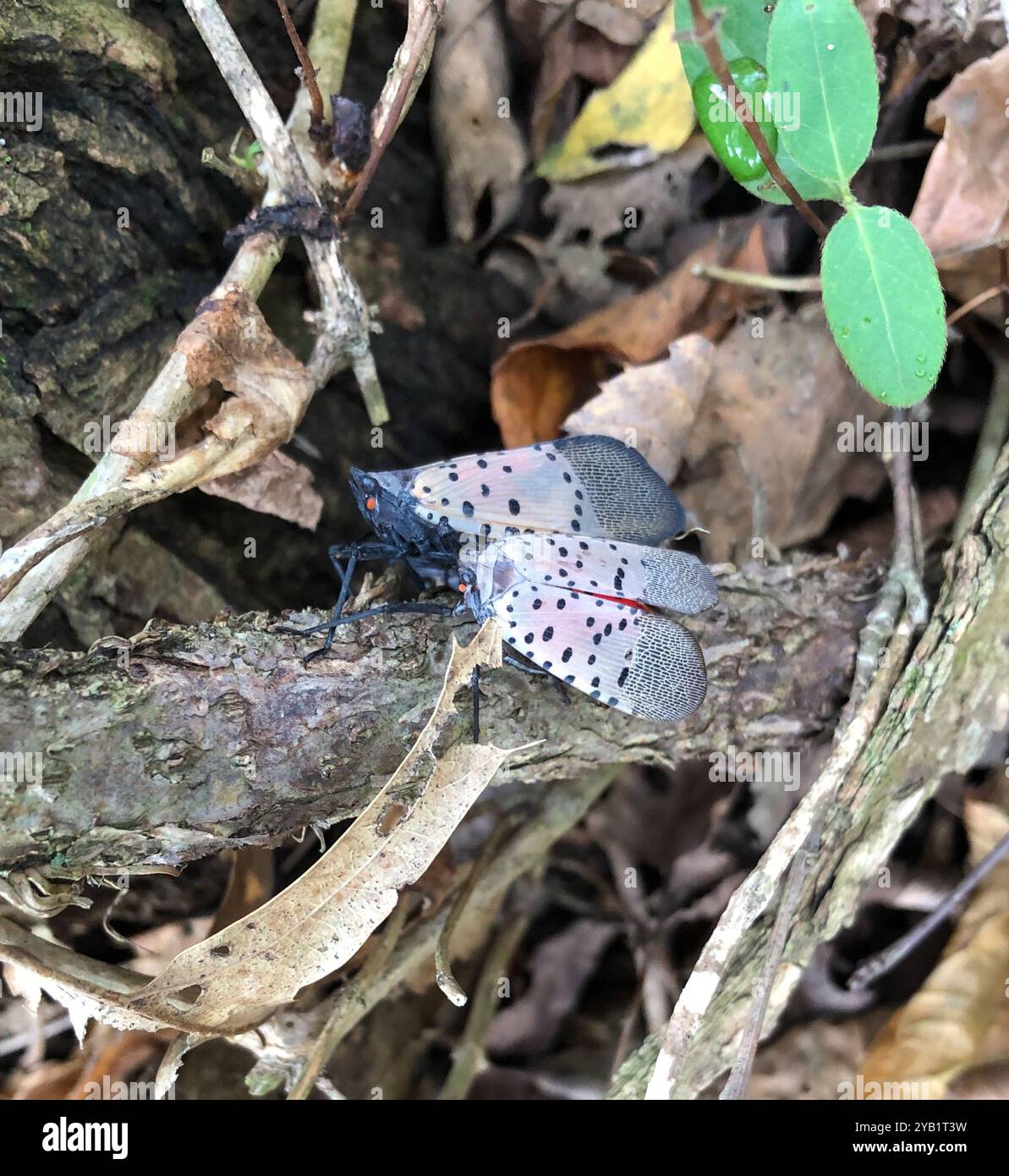 Spotted Lanternfly (Lycorma delicatula) Insecta Stock Photo - Alamy