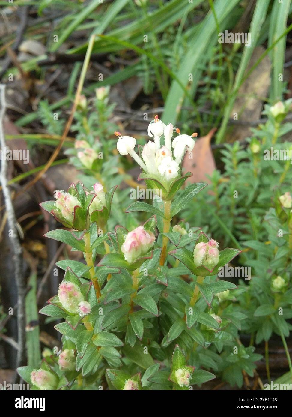 Common Rice-flower (Pimelea humilis) Plantae Stock Photo - Alamy