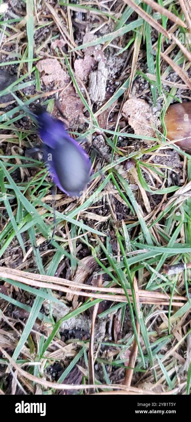 Rough Violet Ground Beetle (Carabus problematicus) Insecta Stock Photo ...