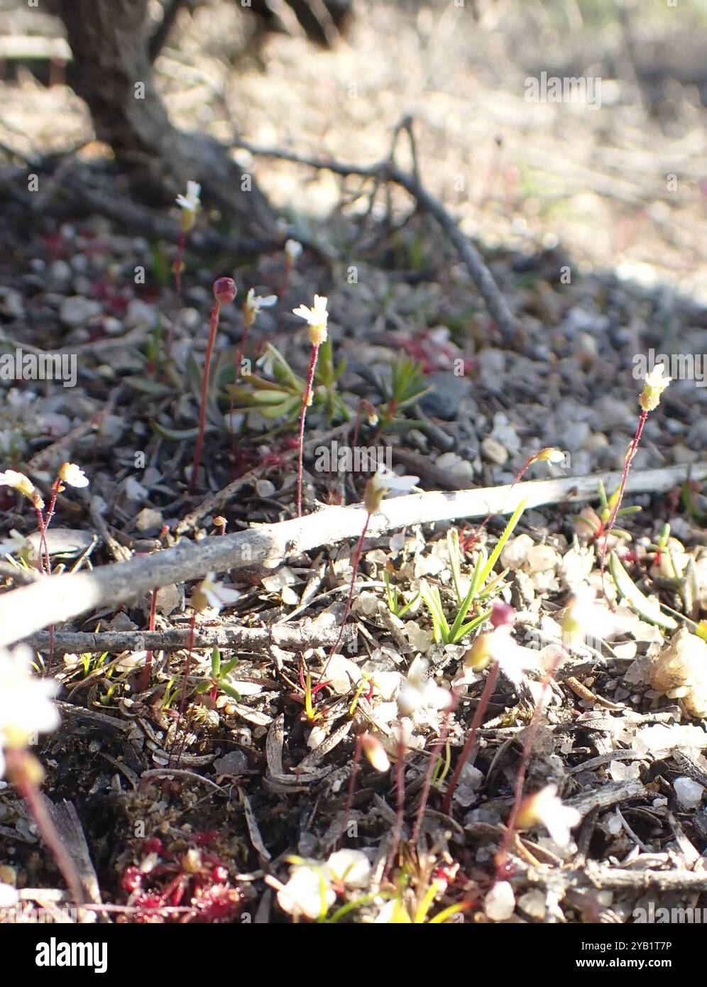 Tiny Triggerplant (Stylidium perpusillum) Plantae Stock Photo - Alamy