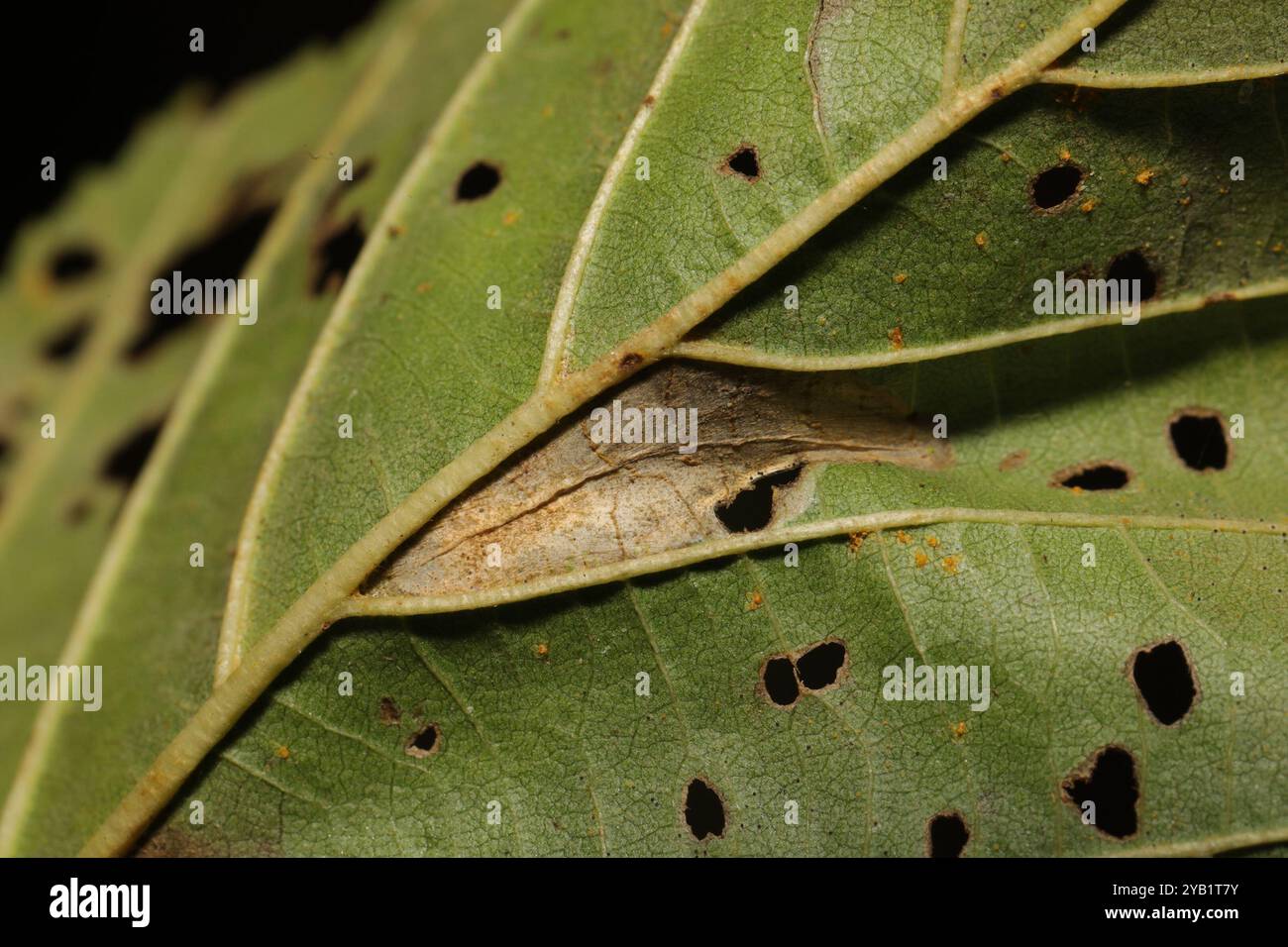 Common Alder Midget (Phyllonorycter rajella) Insecta Stock Photo - Alamy