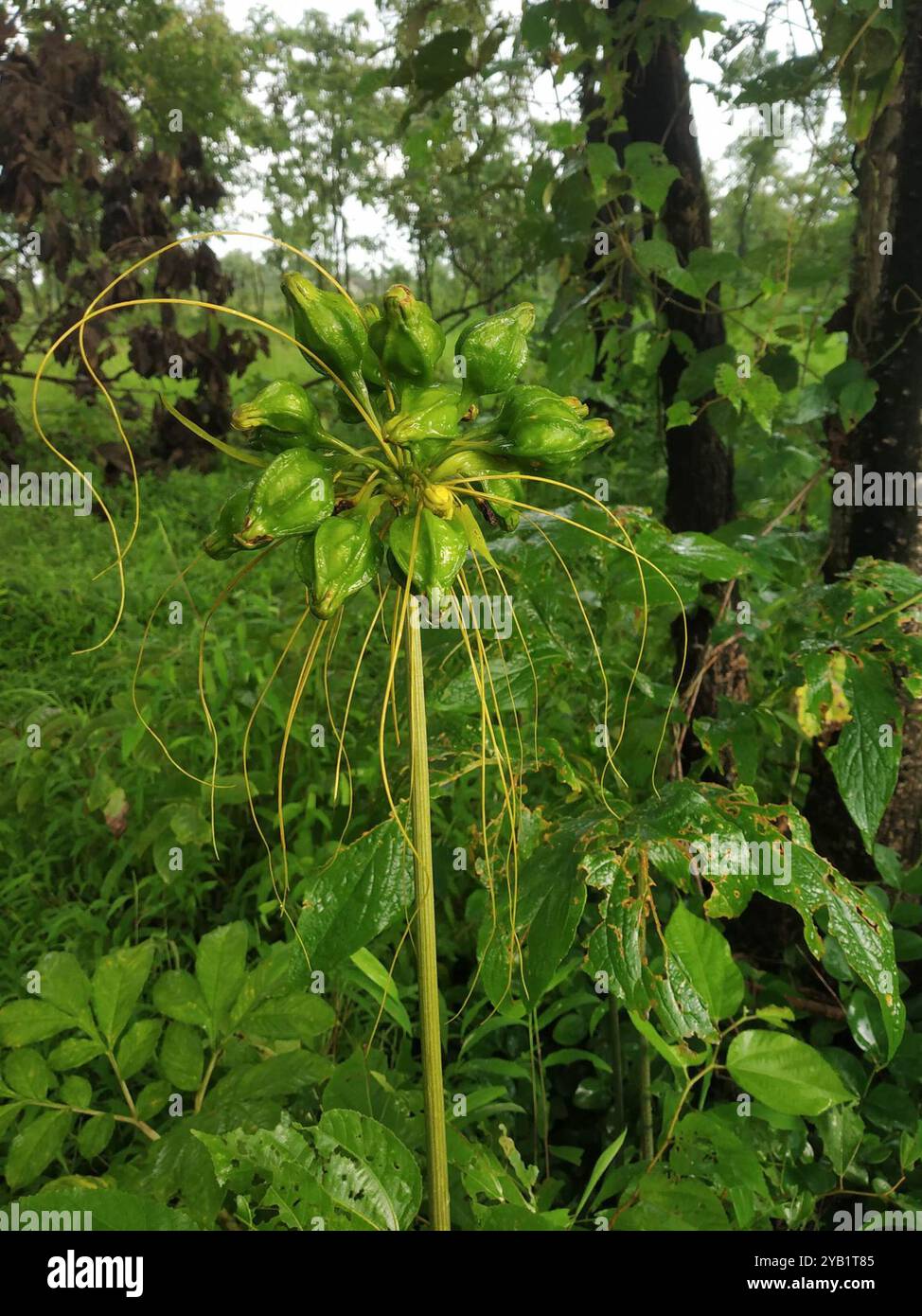 Polynesian Arrowroot (Tacca leontopetaloides) Plantae Stock Photo - Alamy