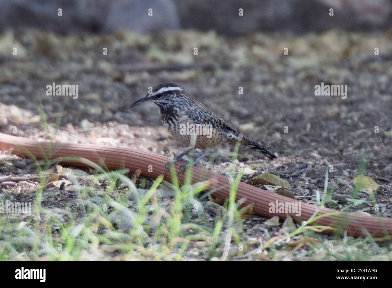 Cactus Wren (Campylorhynchus brunneicapillus) Aves Stock Photo - Alamy