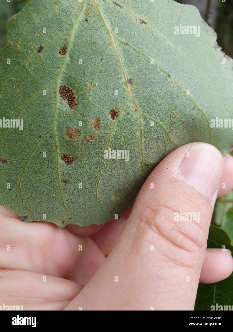 Poplar gall mite (Phyllocoptes populi) Arachnida Stock Photo - Alamy