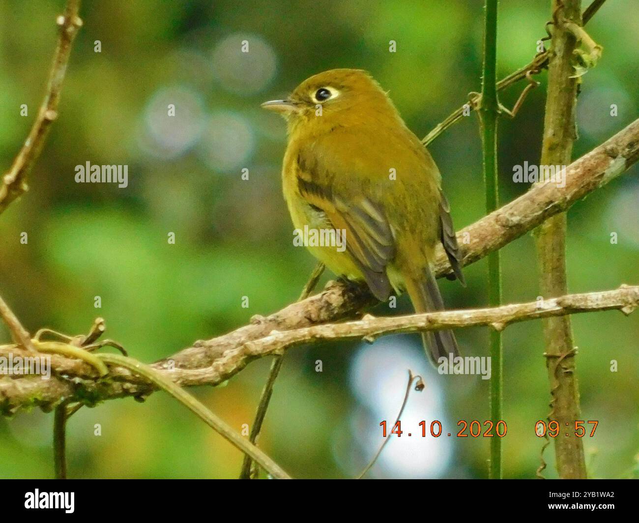 Yellowish Flycatcher (Empidonax flavescens) Aves Stock Photo - Alamy