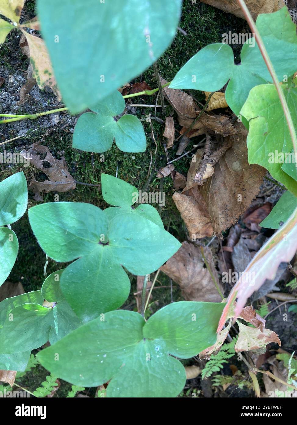sharp-lobed hepatica (Hepatica acutiloba) Plantae Stock Photo - Alamy