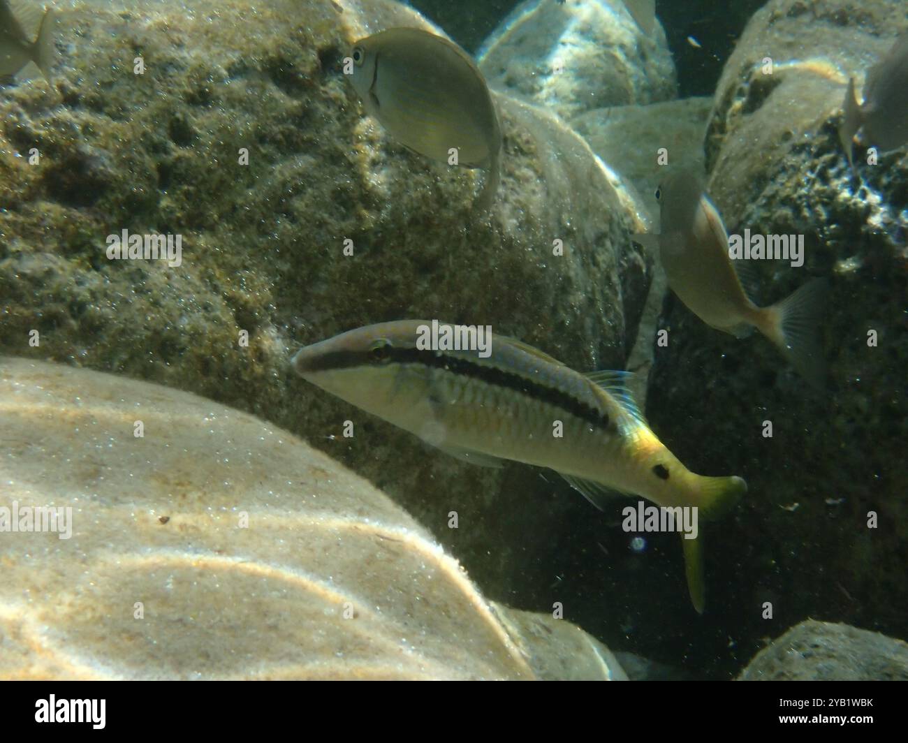 Red Sea Goatfish (Parupeneus forsskali) Actinopterygii Stock Photo - Alamy