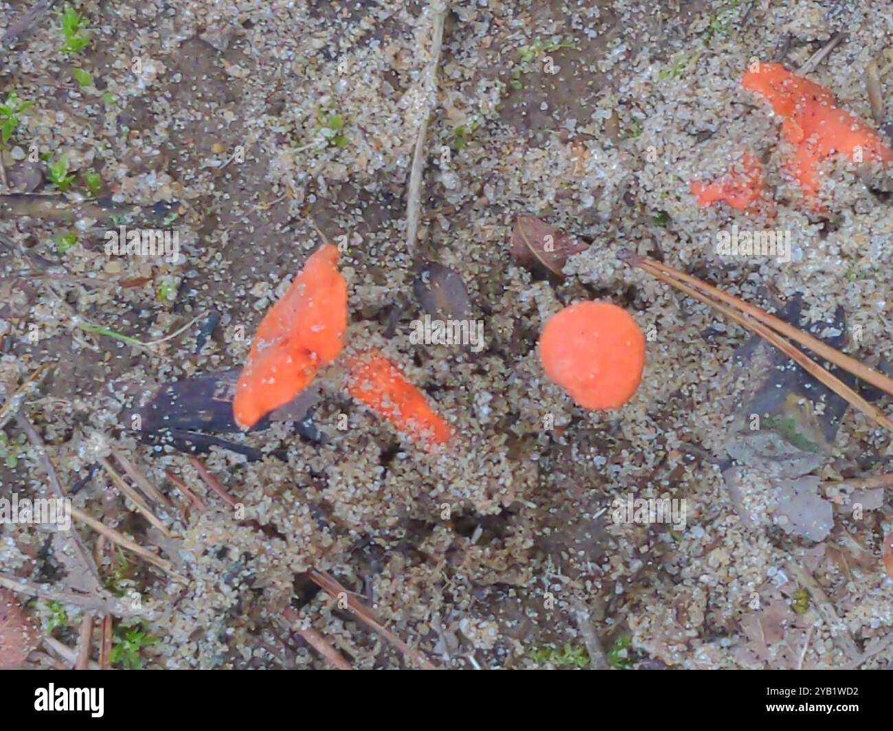 Scarlet Waxy Cap (Hygrocybe coccinea) Fungi Stock Photo - Alamy