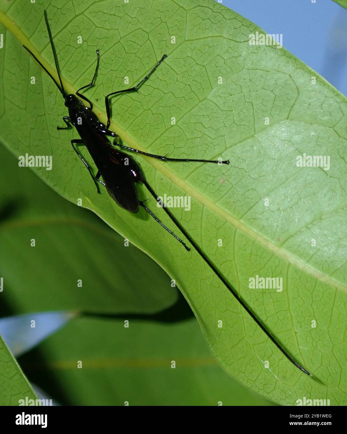Ichneumonid and Braconid Wasps (Ichneumonoidea) Insecta Stock Photo - Alamy