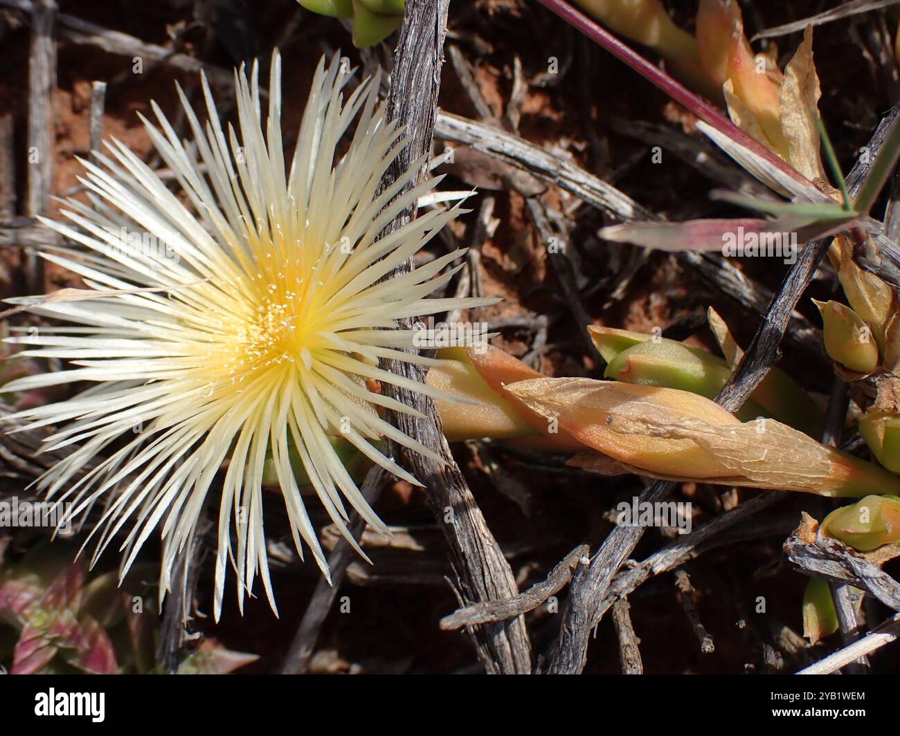 Namaqua Skeletonfig (Mesembryanthemum tortuosum) Plantae Stock Photo ...