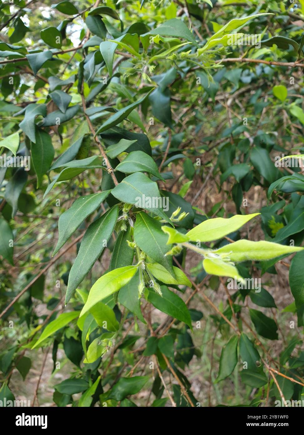 Grey Myrtle (Backhousia myrtifolia) Plantae Stock Photo - Alamy