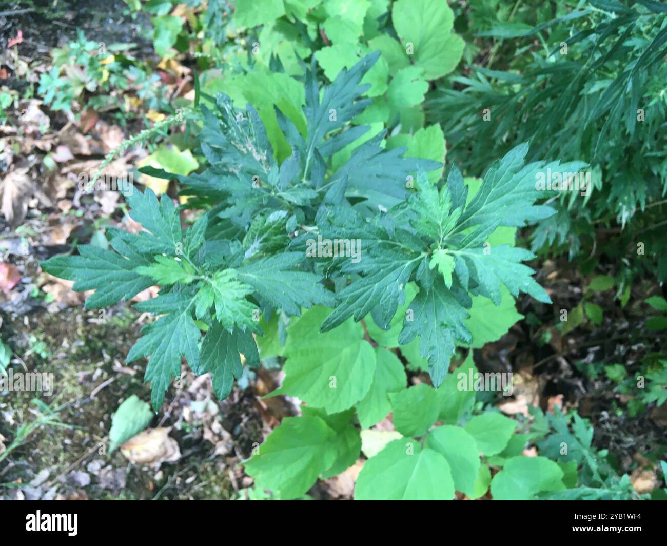 common mugwort (Artemisia vulgaris) Plantae Stock Photo - Alamy