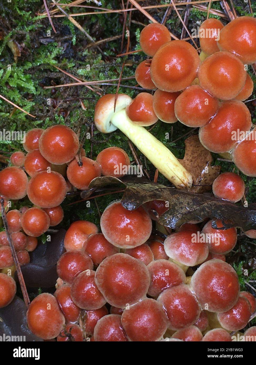 Brick Cap (Hypholoma lateritium) Fungi Stock Photo - Alamy