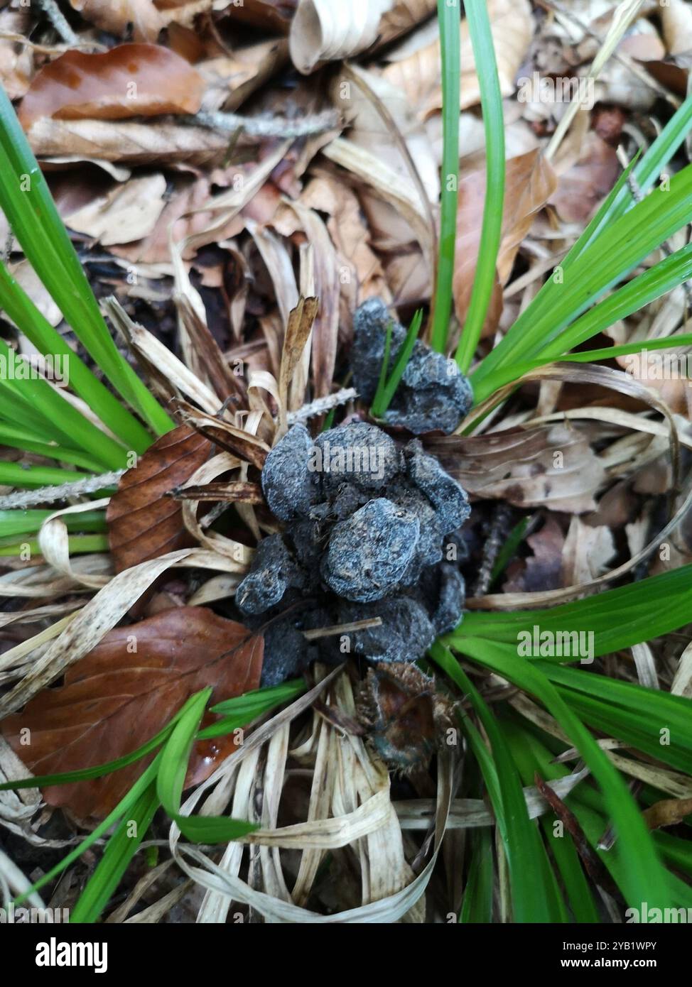 Mammals (Mammalia) Mammalia Stock Photo - Alamy