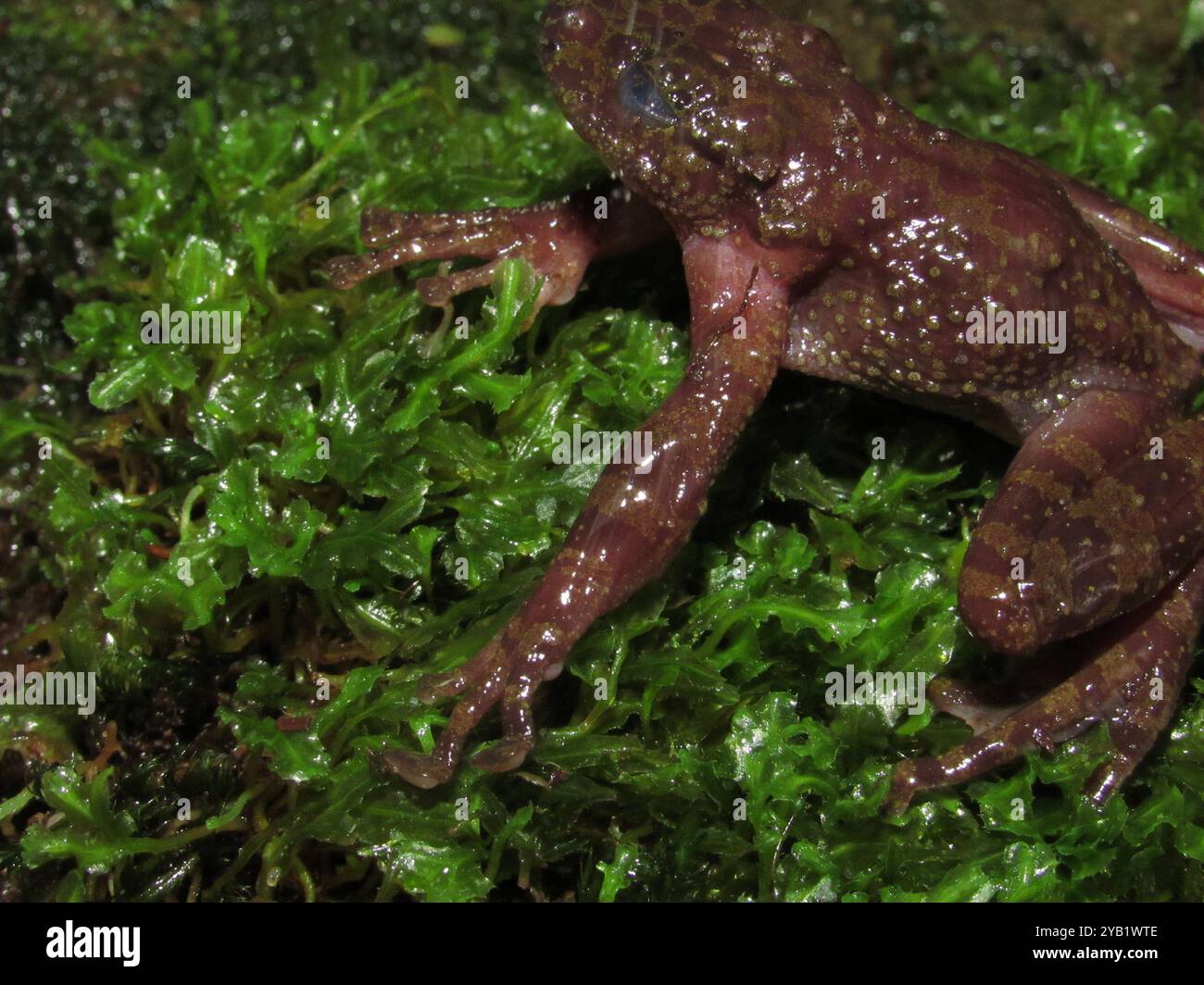 Table Mountain Ghost Frog (Heleophryne rosei) Amphibia Stock Photo - Alamy