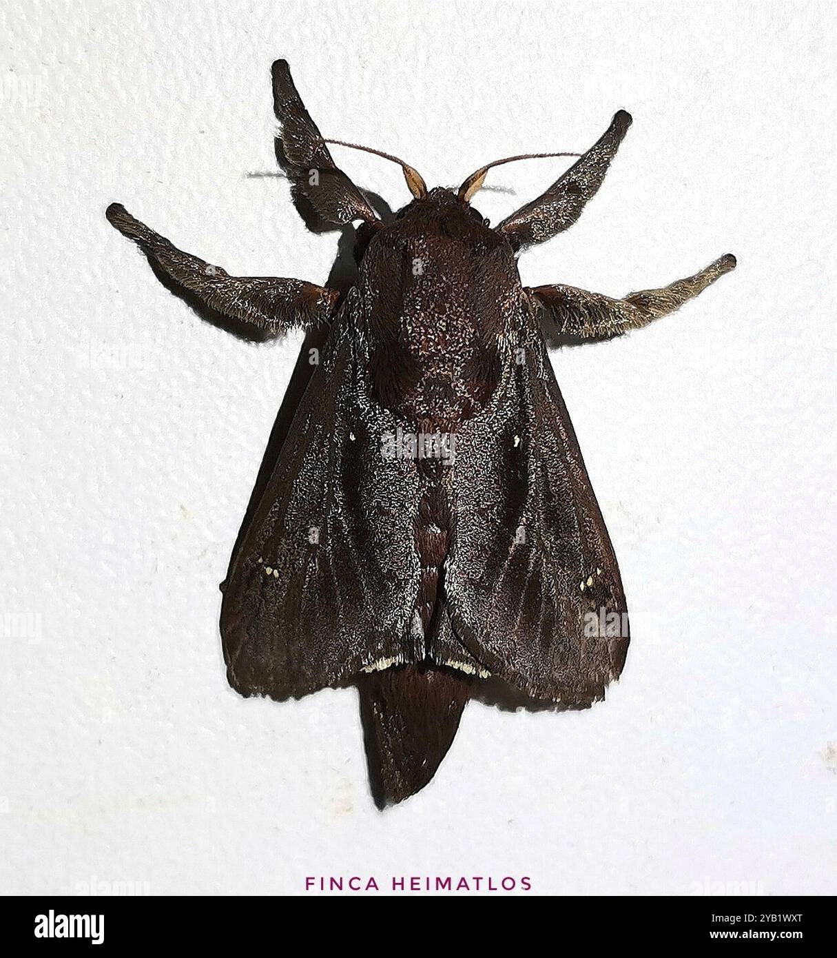 Saddleback Caterpillar Moths and Allies (Acharia) Insecta Stock Photo ...