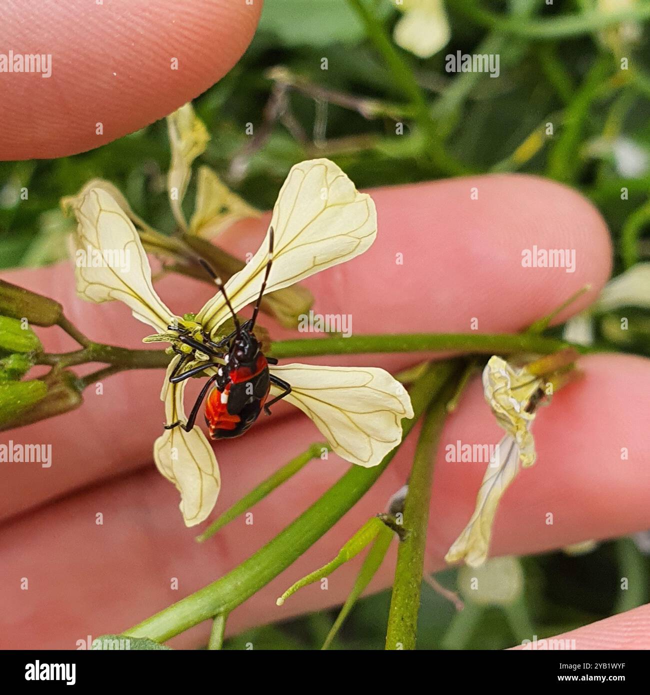 Harlequin Red Bug (Dindymus versicolor) Insecta Stock Photo - Alamy