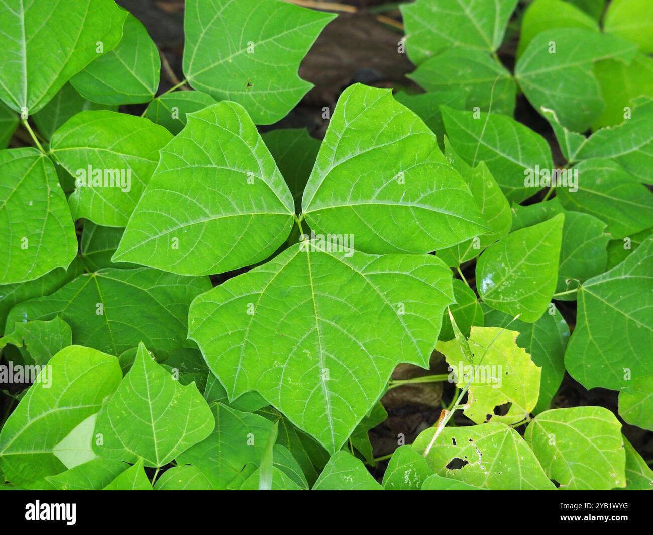Jicama (Pachyrhizus erosus) Plantae Stock Photo - Alamy