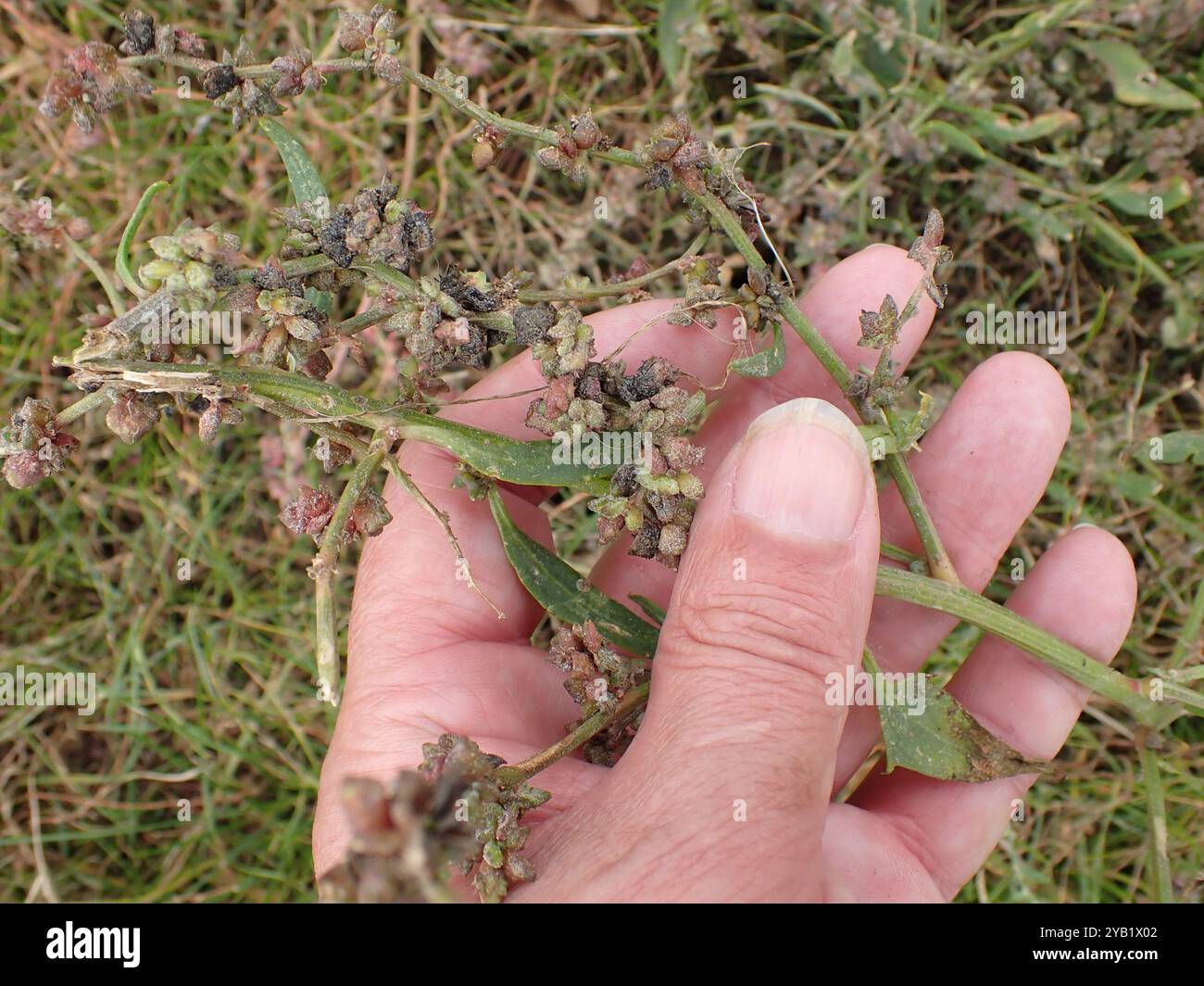 Creeping Saltbush (Atriplex prostrata) Plantae Stock Photo - Alamy
