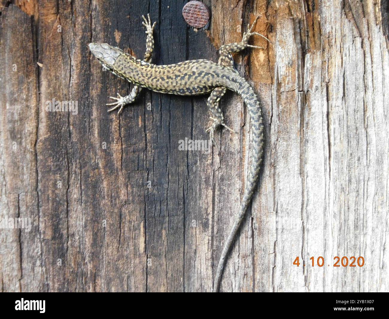 Common Wall Lizard (Podarcis muralis) Reptilia Stock Photo - Alamy