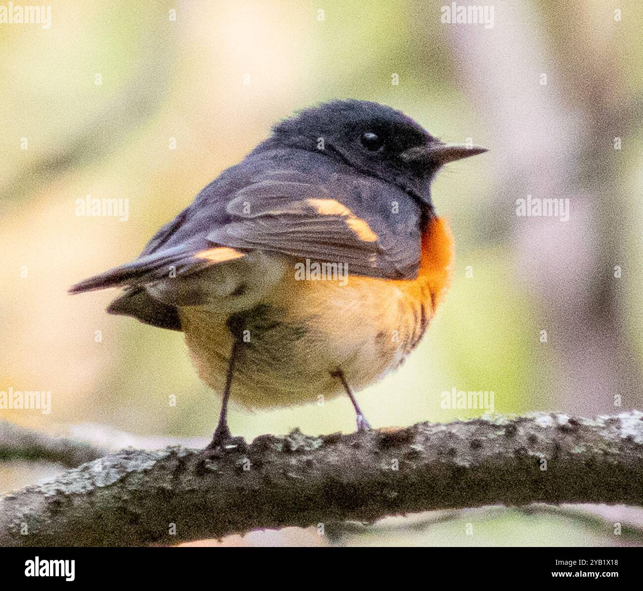 American Redstart (Setophaga ruticilla) Aves Stock Photo - Alamy