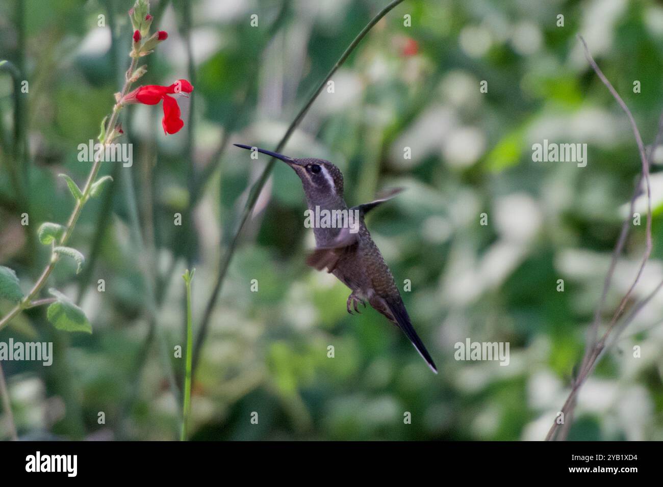 Rivoli's Hummingbird (Eugenes fulgens) Aves Stock Photo - Alamy