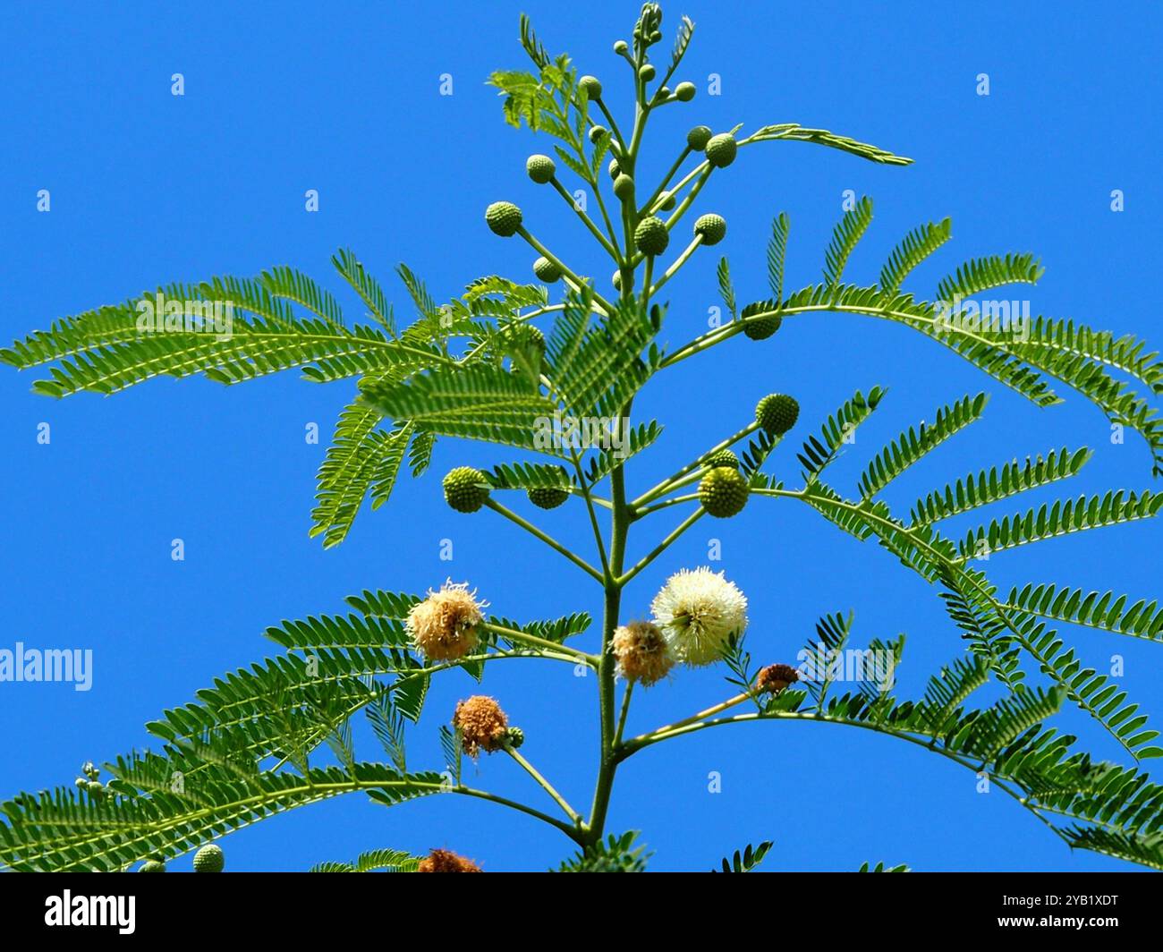 White leadtree (Leucaena leucocephala) Plantae Stock Photo - Alamy