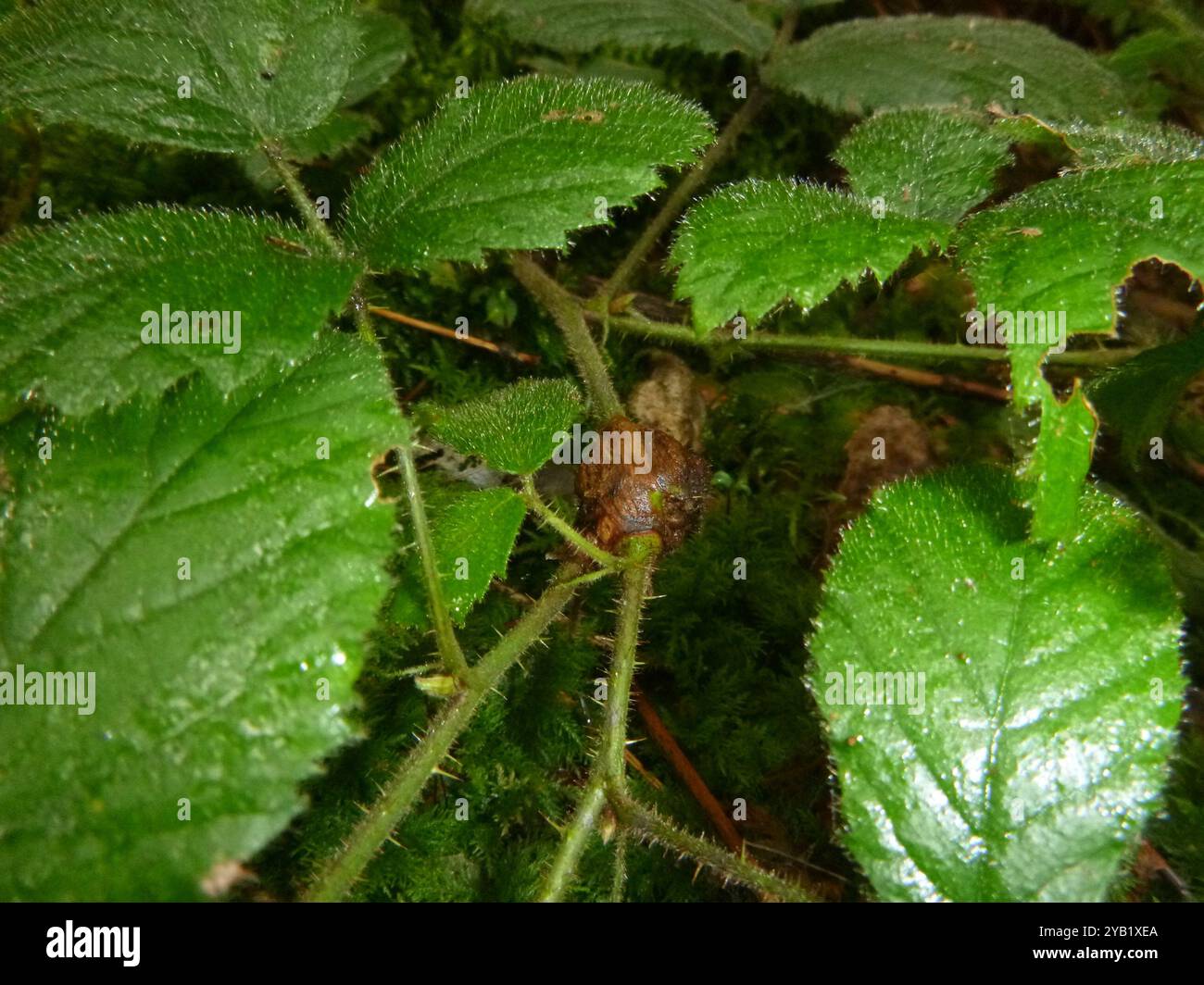 Raspberry gall midge (Lasioptera rubi) Insecta Stock Photo - Alamy
